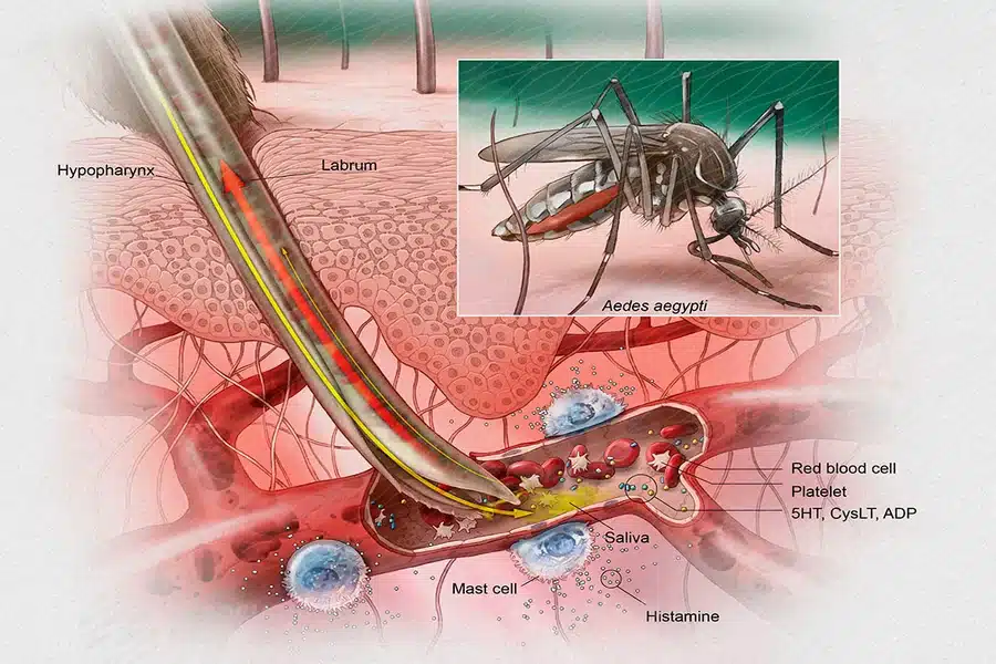 How To Treat Mosquito Bites With Bug Bite Patches